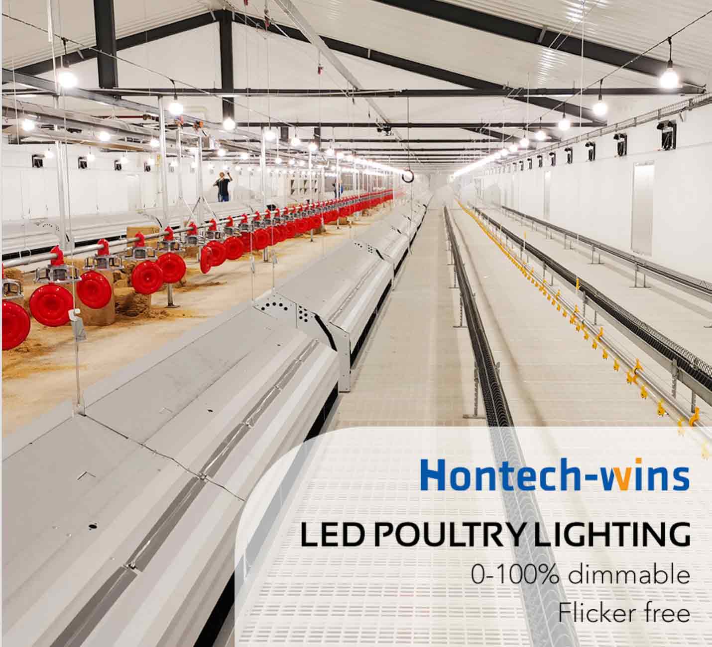 Why Choose LED Poultry Lighting Rather Than Incandescent Lamps in ...