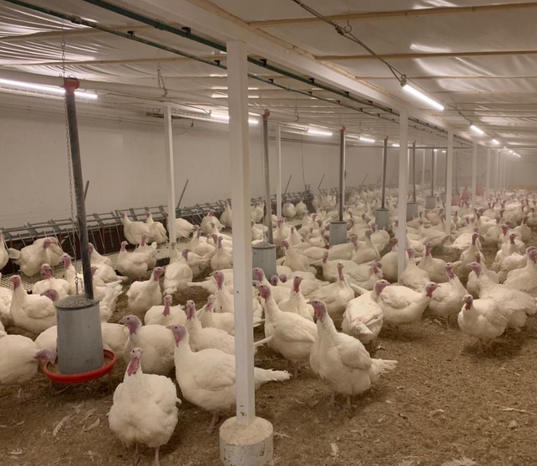 Revolutionize Poultry Lighting with Hontech-Wins Programmable Light ...