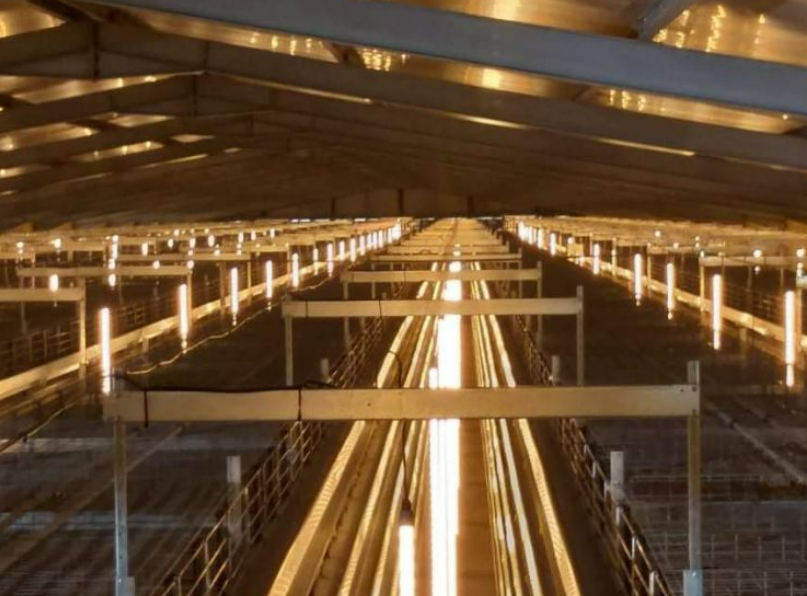 Transform Your Poultry Farming Game with Hontech-Wins’ Advanced ...