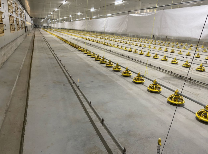 Elevate Your Poultry Farming to New Heights with Hontech-Wins’ Smart ...