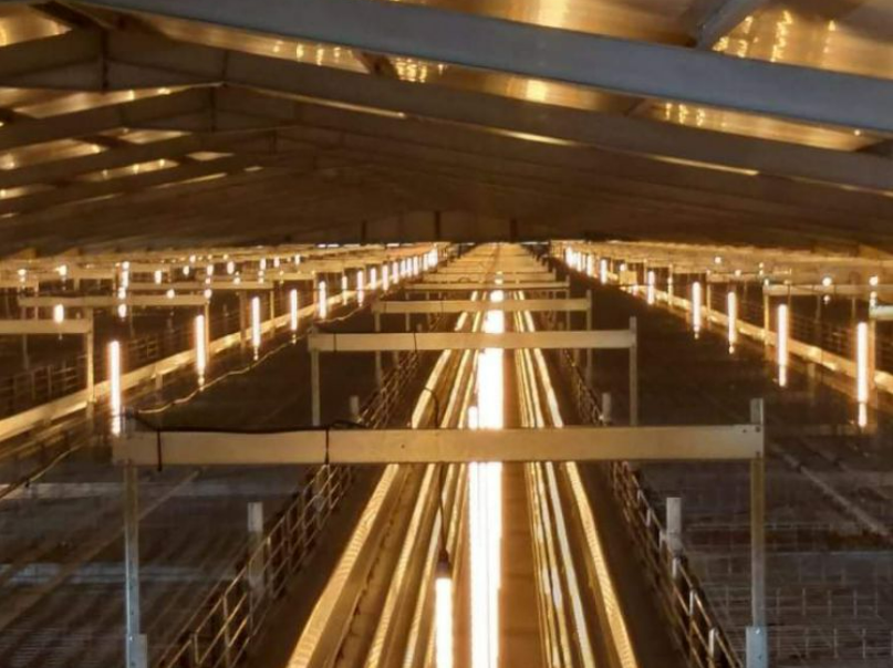 Light the Way to Poultry Paradise with Flicker-Free LED Lights from ...