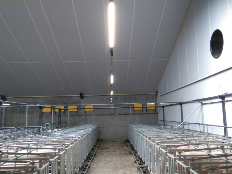 Lighting the Path to Swine Success: Unleashing the Brilliance of ...