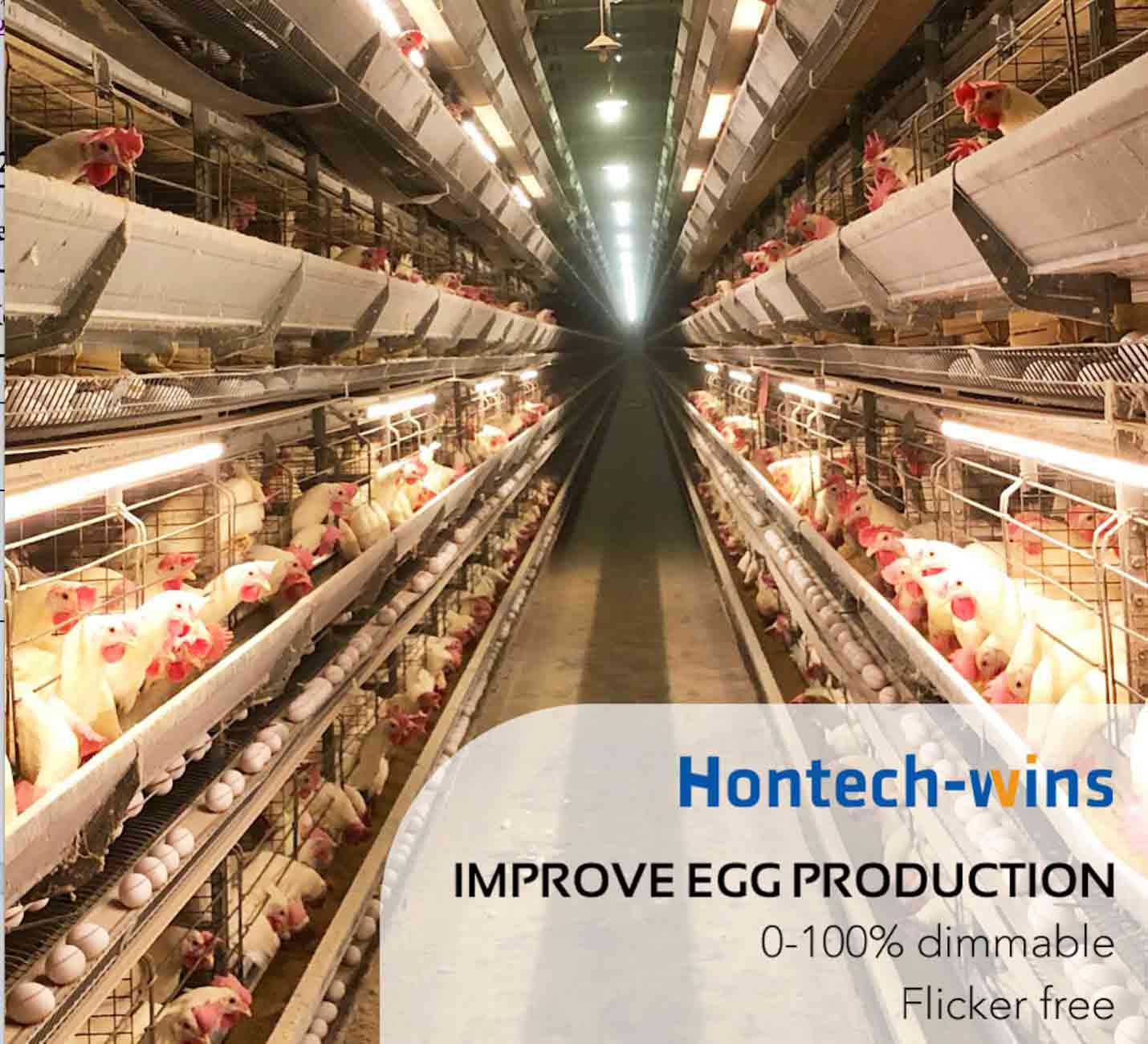 Optimizing Poultry Farming with Hontech Wins’ No Voltage Drop DC48V LED ...