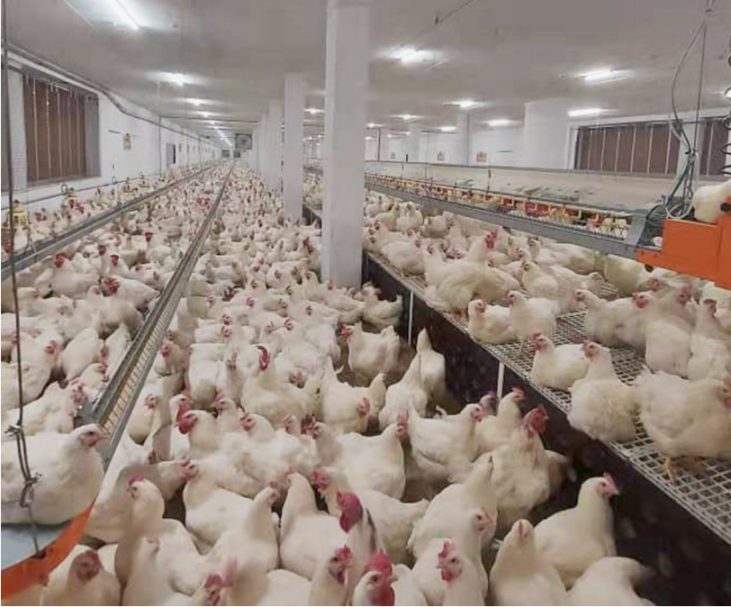 Illuminate Your Poultry Farm with Hontech-Wins’ Innovative LED Lighting ...