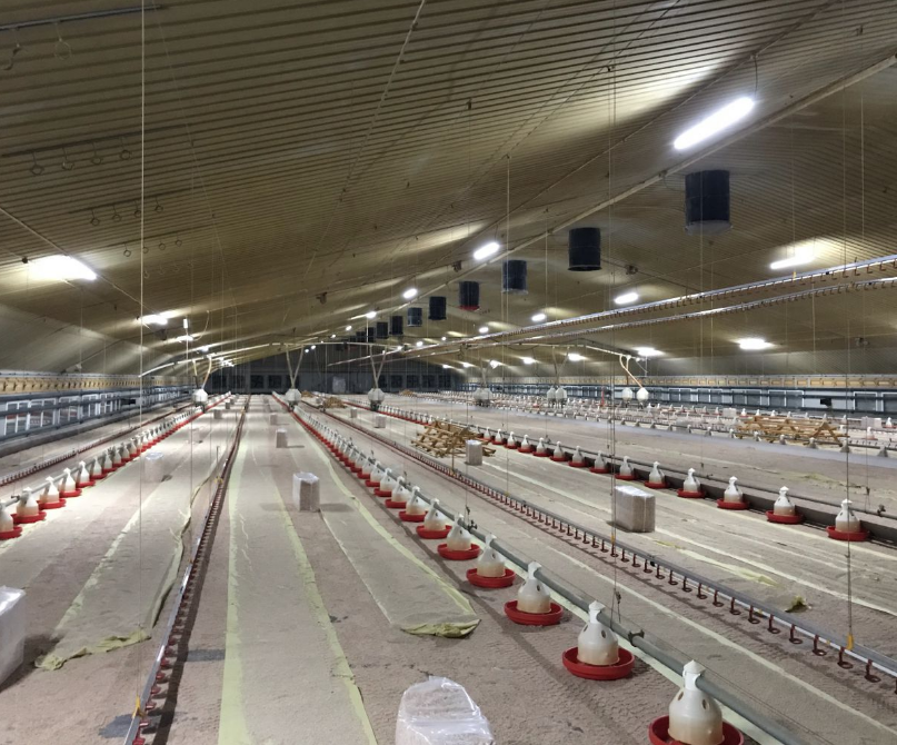 Revolutionize Your Poultry Farming with Hontech-Wins’ Poultry LED ...