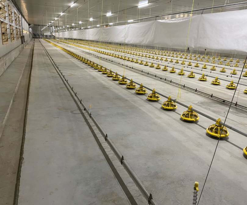 A Poultry Revolution: How Hontech-Wins’ LED Lighting Reigns Supreme ...