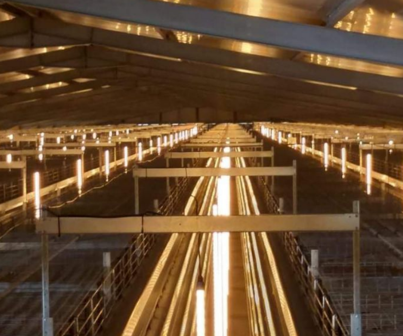 Illuminate Your Poultry Farm with Hontech-Wins’ Revolutionary LED ...