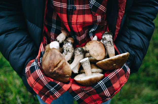Lighting the Path to Mushroom Growing Success - Hontech-Wins