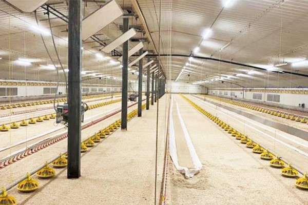 How Do Dimming Controllers Enhance Broiler Farm Lighting?