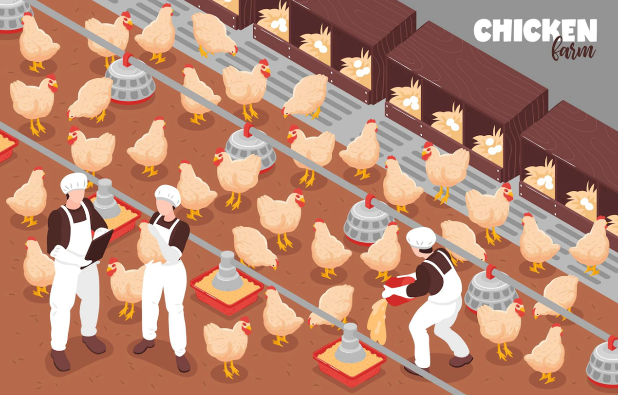 Explore Benefits of AC and DC Lighting Systems: Elevating Poultry ...