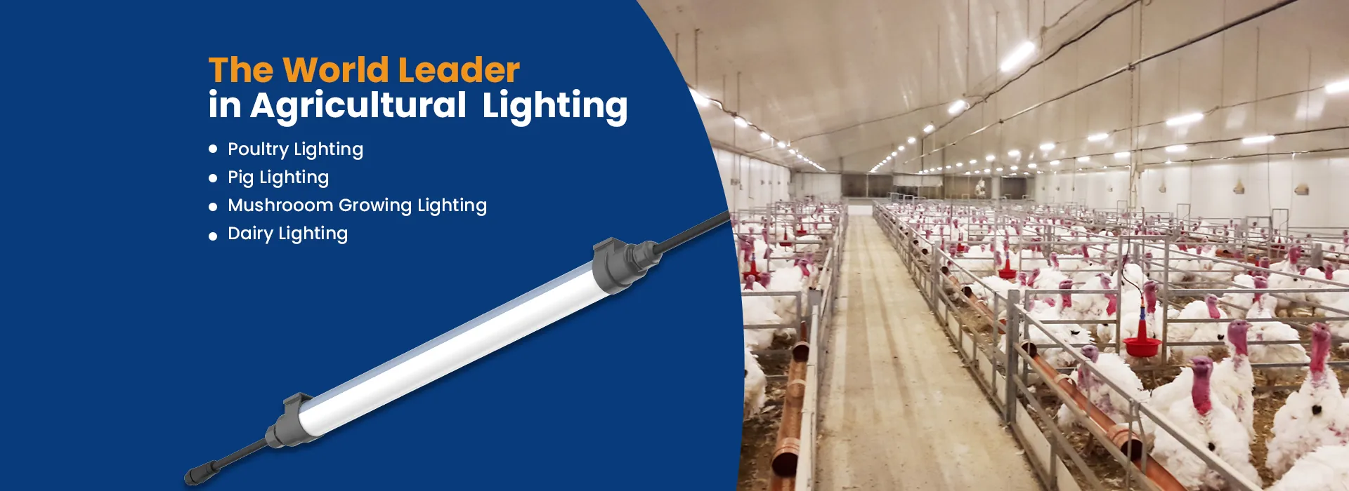 Hontech Wins: Your Trusted Partner for High-Quality Poultry LED Lights ...
