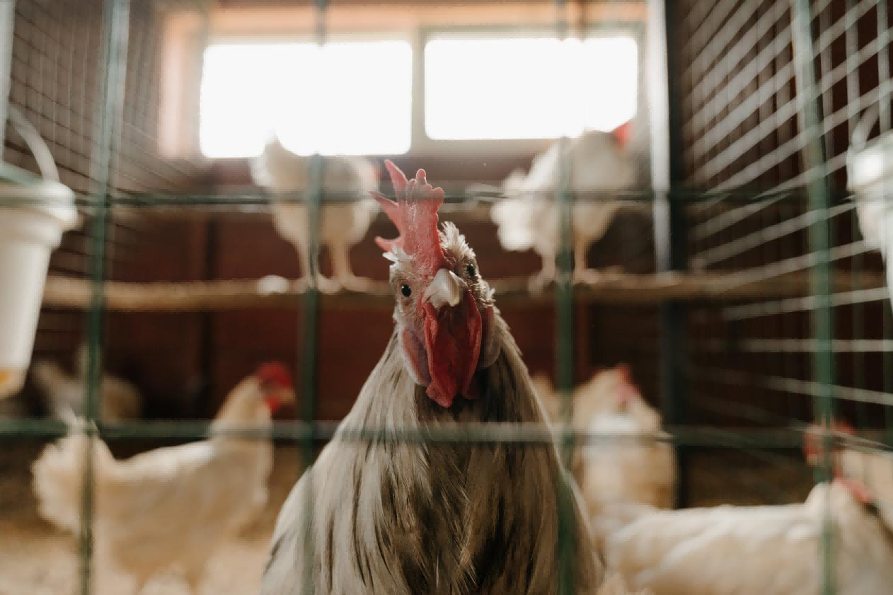 A Comprehensive Guide to Implementing LED Systems in Poultry Houses